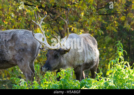 Woodland caribou (Rangifer tarandus caribou) two adult fighting animals ...