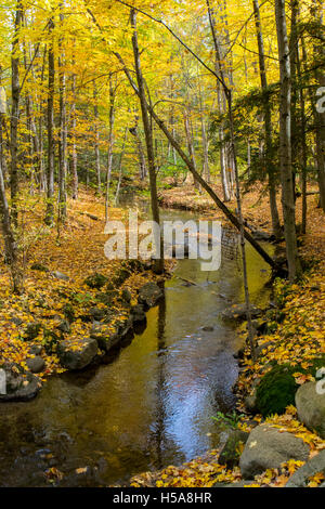 A stream in an autumn coloured forest Stock Photo - Alamy
