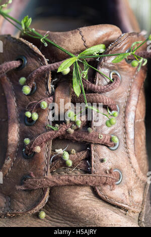 Fruit or burrs of cleavers, Galium aparine, with hooks that attach to ...