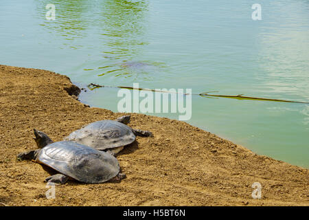 Nile softshell turtle in Nahal Alexander in Israel, Trionyx triunguis ...