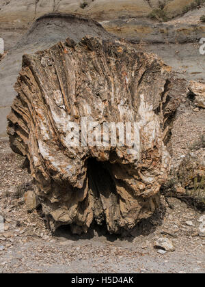 Petrified wood stumps, North Petrified Forest, South Unit, Theodore ...