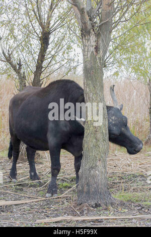 Odessa region, Ukraine. 20th October, 2016. "Buffalo operation". On ...