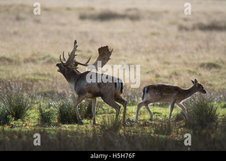 FALLOW DEER STAG AND HIND AT PETWORTH PARK, WEST SUSSEX. PIC MIKE ...