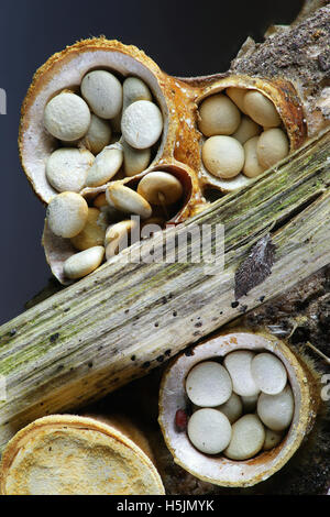 Bird nest fungi, Bird's nest fungi are a small group of saprophytic ...