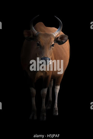 Banteng (Bos javanicus), female, Thailand, Huai Kha Khaeng Wildlife ...