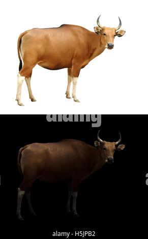 female banteng in the dark with spotlight Stock Photo - Alamy