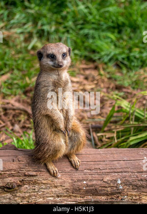 Meerkat resting on a log Stock Photo - Alamy