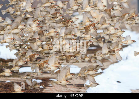 Sparrow flock flying in sky, isolated, bird flu or avian influenza ...