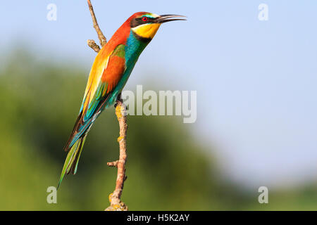 An orange-colored dragonfly is sitting on a tree trunk on a green grass ...