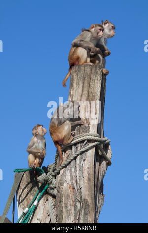 Rhesus macaque (Macaca mulatta) climbing from lamp post, Jaipur ...