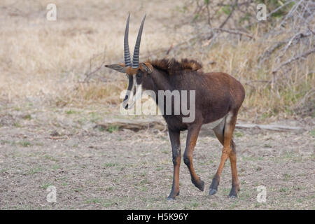 Sable Antelopes (Hippotragus niger), Mudumu National Park, Namibia ...
