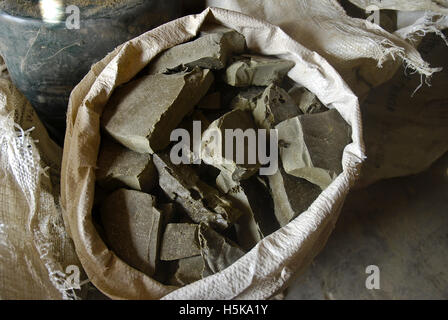 Carnauba Palm Tree Copernicia prunifera Barreirinhas Maranhão Stock ...