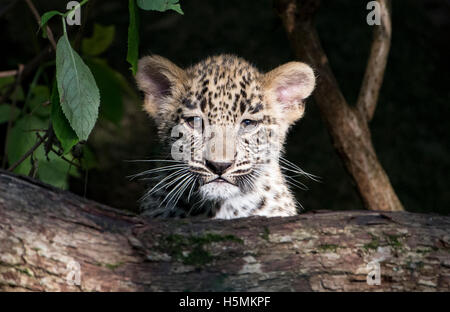 Male Persian leopard looking into camera Stock Photo - Alamy