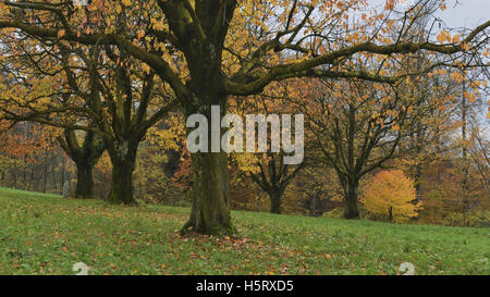 Cherry tree (Prunus sp.), fall colors in orchard, Zug, Switzerland ...