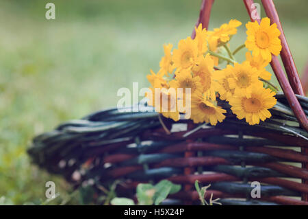 Beautiful chamomile flowers in basket on grey background, closeup ...