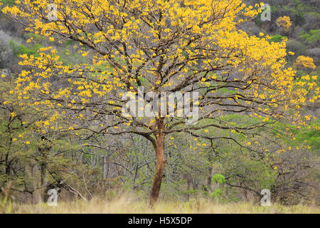 Yellow Cortez (Tabebuia ochracea) trees in flower. Tropical dry forest ...