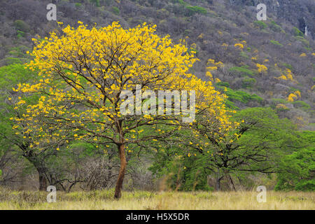 Yellow Cortez (Tabebuia ochracea) trees in flower. Tropical dry forest ...