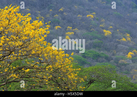 Yellow Cortez (Tabebuia ochracea) trees in flower. Tropical dry forest ...