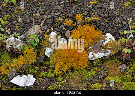 The volcanic soil of Devil's Ashpit supports many mosses and lichens ...