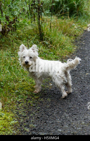 west highland white terrier posing in a photo studio Stock Photo - Alamy