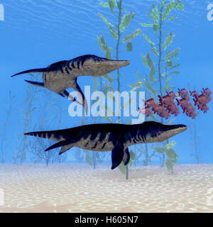 Liopleurodon prehistoric marine reptiles, illustration Stock Photo - Alamy