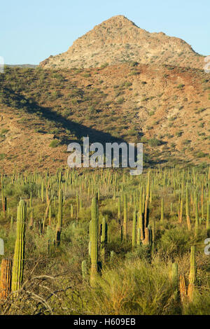 Forest of cardon (Pachycereus) trees and mountains, near Mulege, Baja ...