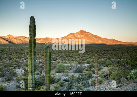 Forest of cardon (Pachycereus) trees and mountains, near Mulege, Baja ...