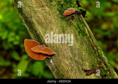 Jew's ear mushroom isolated on white background Stock Photo - Alamy
