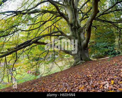 Prunus Pandora Tree in Autumn Stock Photo - Alamy