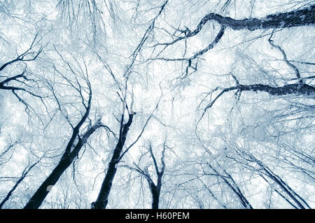 Winter background. Winter forest frozen trees Stock Photo - Alamy