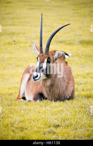 Adult female Sable antelope in the Shimba Hills Reserve, Mombasa, Kenya ...