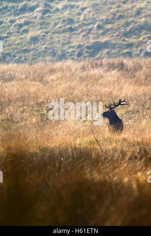 A magnificent Royal stag (12 pointer) holds a big herd of hinds which ...
