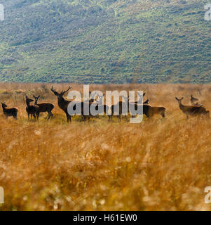 A magnificent Royal stag (12 pointer) holds a big herd of hinds which ...