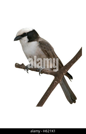 White crowned Shrike Eurocephalus ruppelli Kenya Stock Photo - Alamy