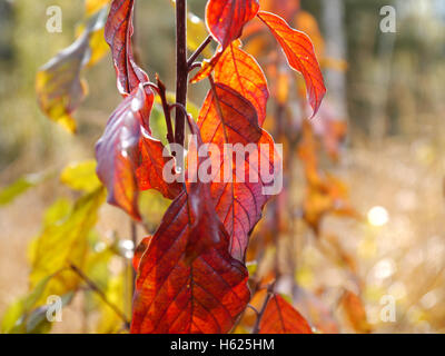 Alder Buckthorn in autumnal colors / Frangula alnus / Faulbeerbaum in ...