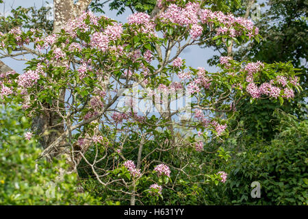 Calodendrum capense - Cape Chestnut, Wild Chestnut, Cape Town, South ...