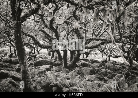 Spooky forest background with stunted, moss-covered trees and rocks ...