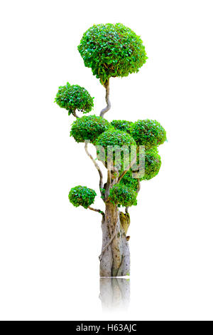 Dwarf tree isolated on white background Stock Photo - Alamy