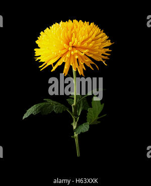 side of a yellow chrysanthemum flower Stock Photo - Alamy