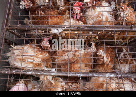 Sad brown hen in chicken cage. Behind fence. Animal abuse, cruelty to ...