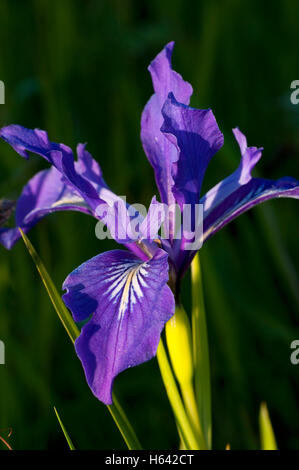 Oregon iris (Iris tenax Stock Photo - Alamy