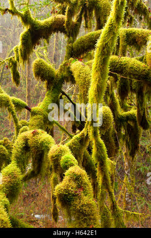 Pacific yew along Plunkett Creek Loop Trail, Beazell Memorial Forest ...