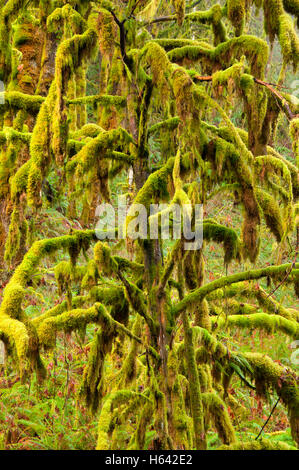 Pacific yew along Plunkett Creek Loop Trail, Beazell Memorial Forest ...