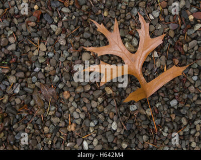 Single dried brown oak leaf on a tree branch in autumn woods Stock ...