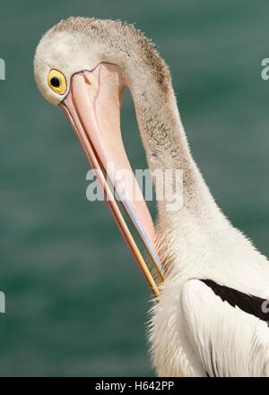 Sea bird with long neck Stock Photo - Alamy