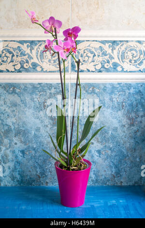 Beautiful blue Phalaenopsis orchid flower Stock Photo - Alamy