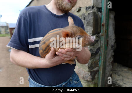 Pig farmer with his organic pig and piglets on his farm croft in ...
