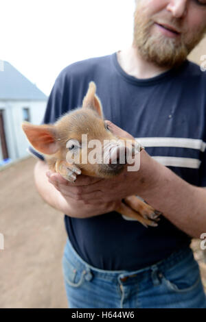 Pig farmer with his organic pig and piglets on his farm croft in ...