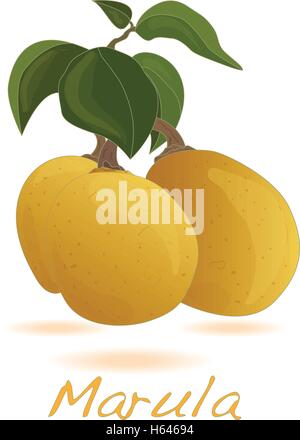Marula fruit. Vector illustration isolated Stock Vector Image & Art - Alamy