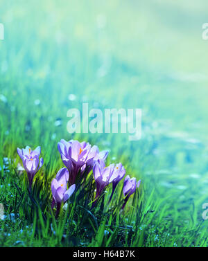 beautiful crocuses in spring on the mountains Stock Photo - Alamy